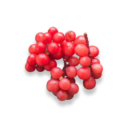 Benefits of Schizandra | ManuTea.nl